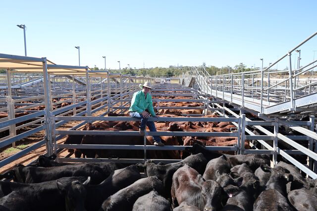 Local cattle lines sold | Maranoa Today